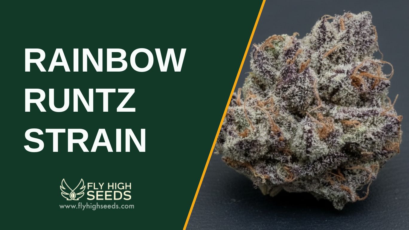 Rainbow Runtz Strain: 4 Unique Traits and Notable Benefits