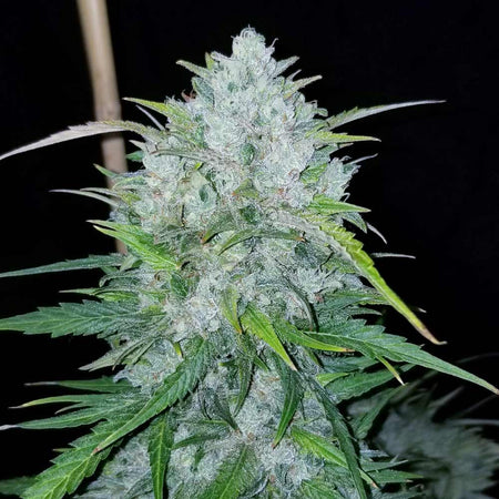 Apple Fritter Strain - Ultimate Strain Review & Information Guide